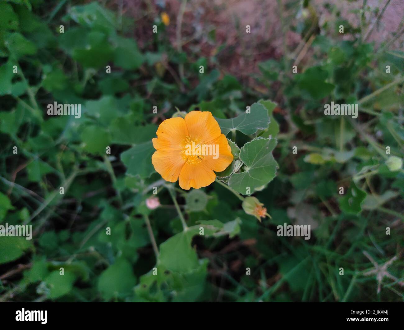 Indian mallow abutilon hi-res stock photography and images - Alamy