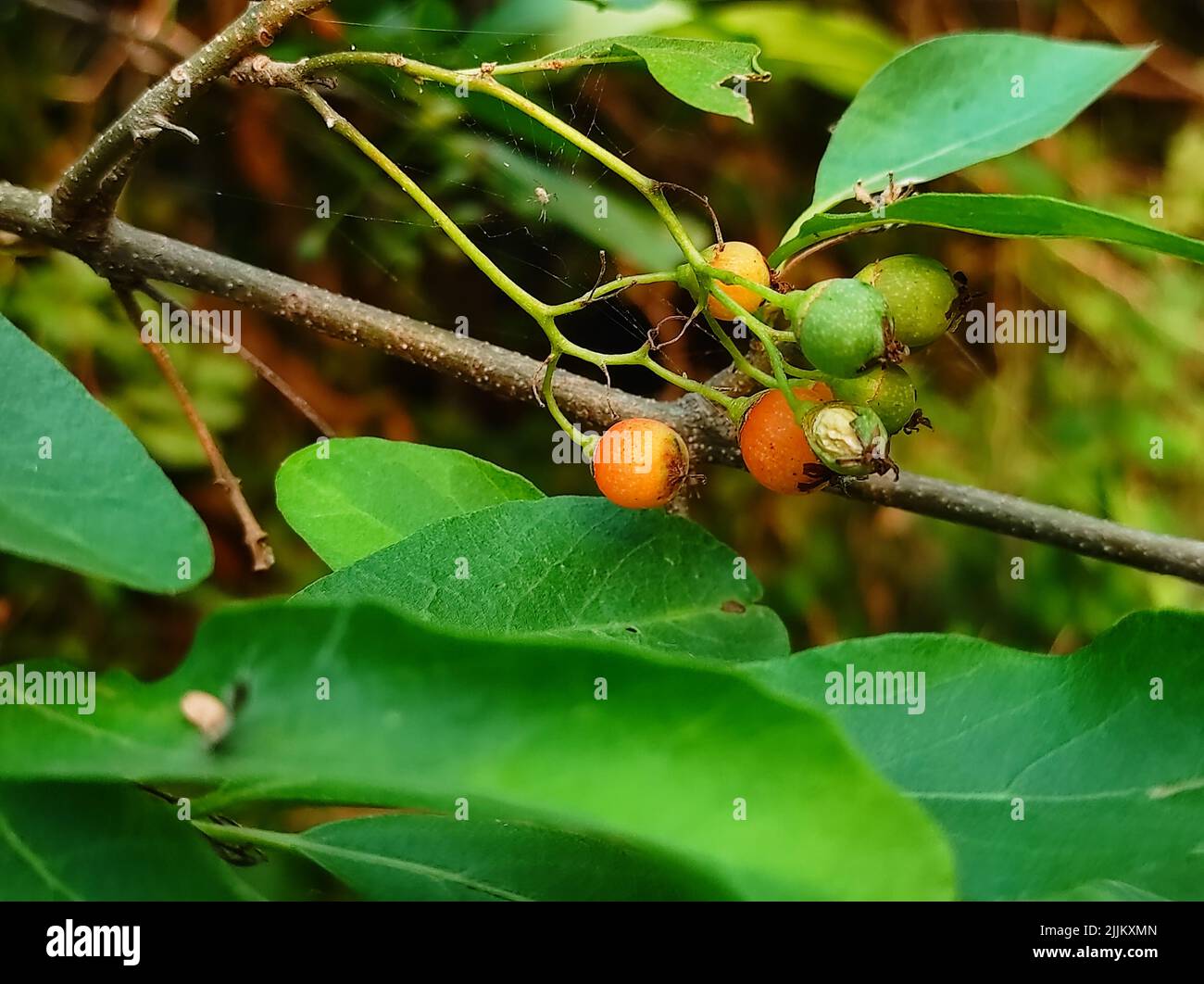 Common Name Lasora, Gunda, Bahuar, Bahuka, Indian Cherry, Clammy Cherry ...