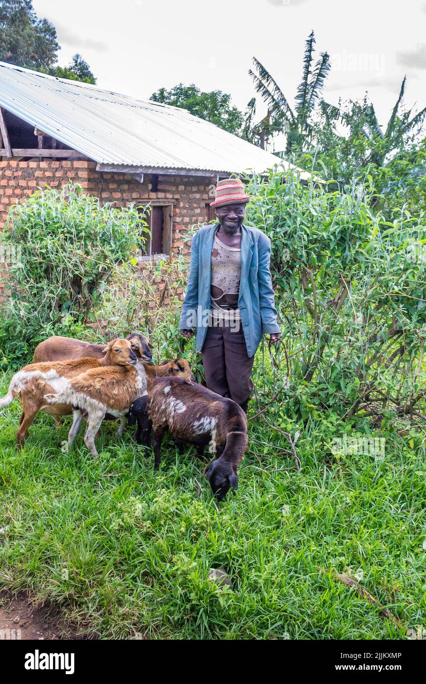 An old African man with goats in Uganda Stock Photo - Alamy