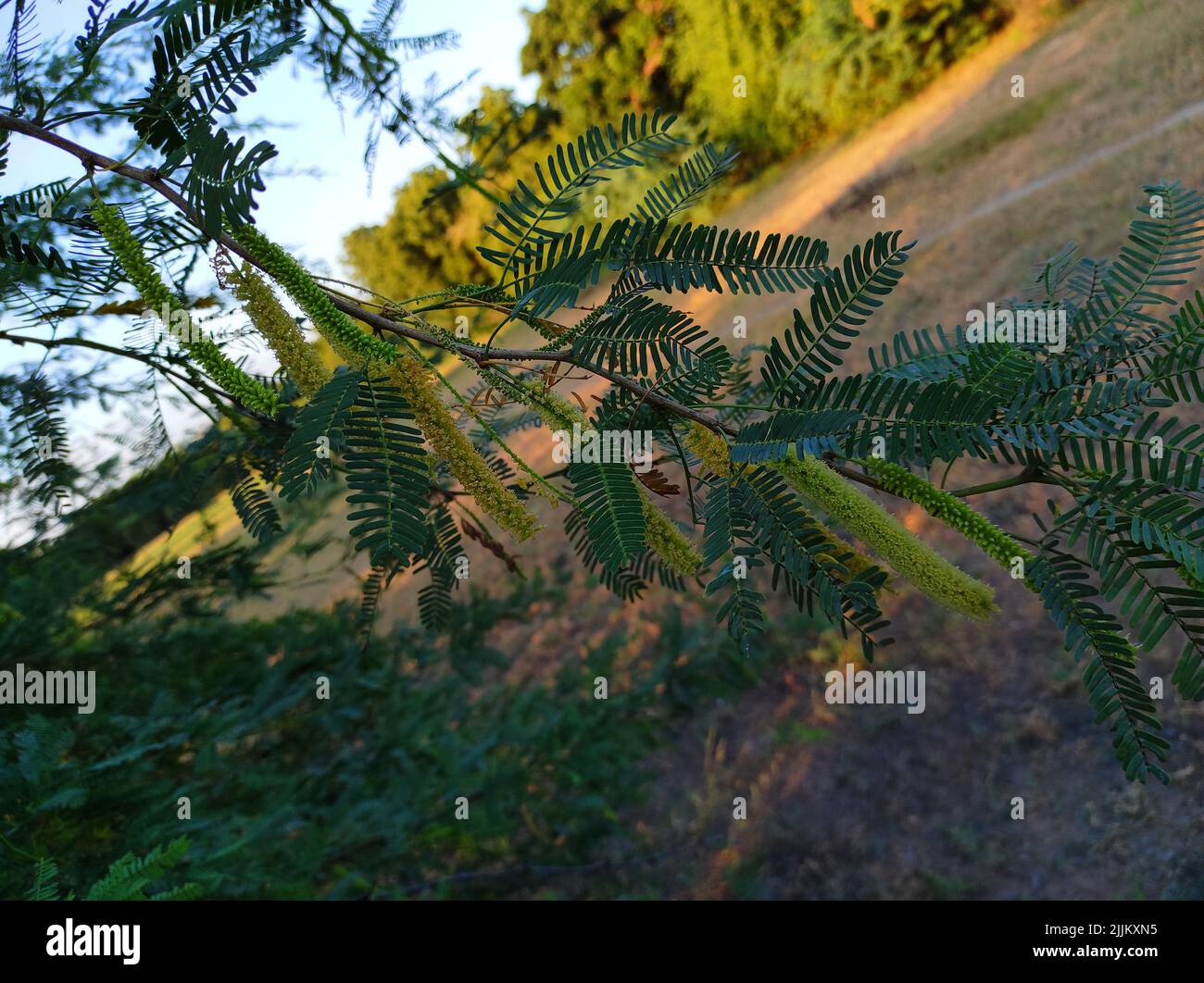A Beautiful Shot Of Jungli Kikar Fruits And Leave Flower Tree Photos ...