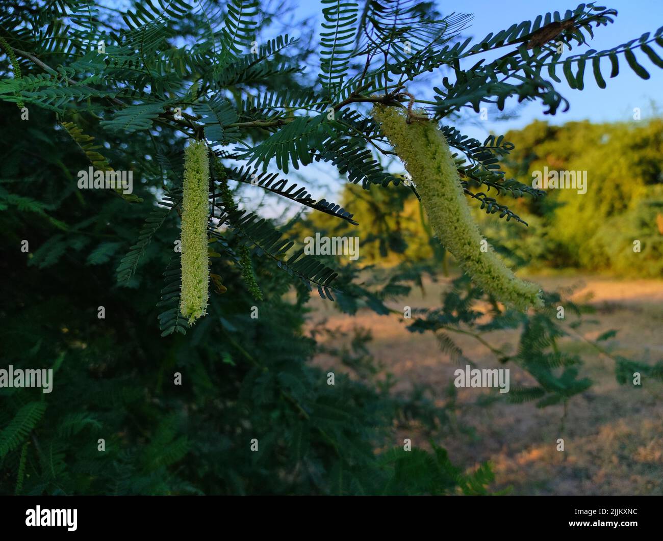 Gando baval hi-res stock photography and images - Alamy