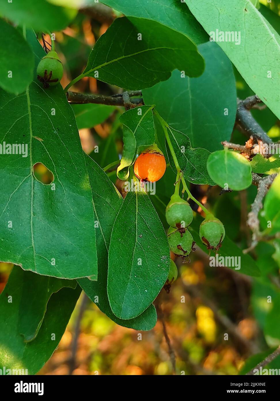 Lasora hi-res stock photography and images - Alamy