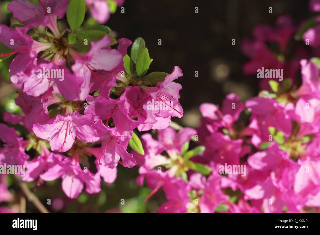 Beautiful spring azalea flowers in full bloom growing in the sunny ...