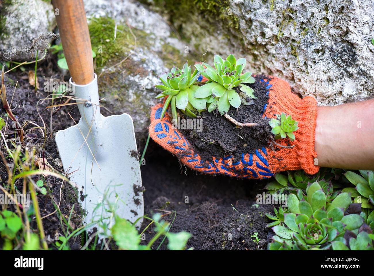 Gardener planting sempervivum plant in the garden. Spring garden works ...