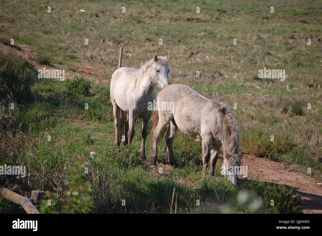 White ponies hi-res stock photography and images - Alamy