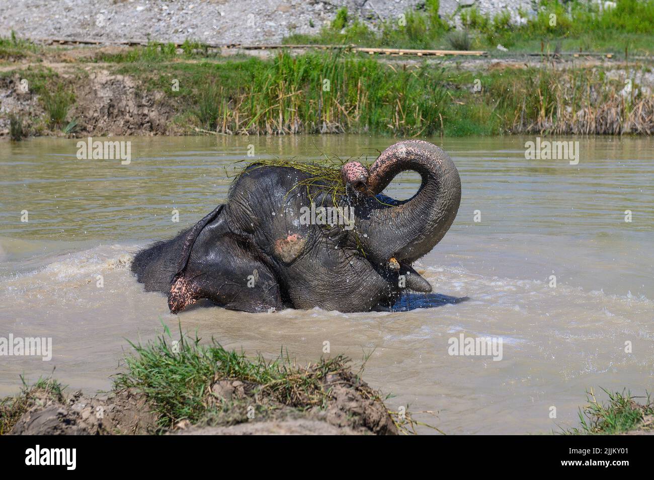Side view of asian elephant hi-res stock photography and images - Alamy