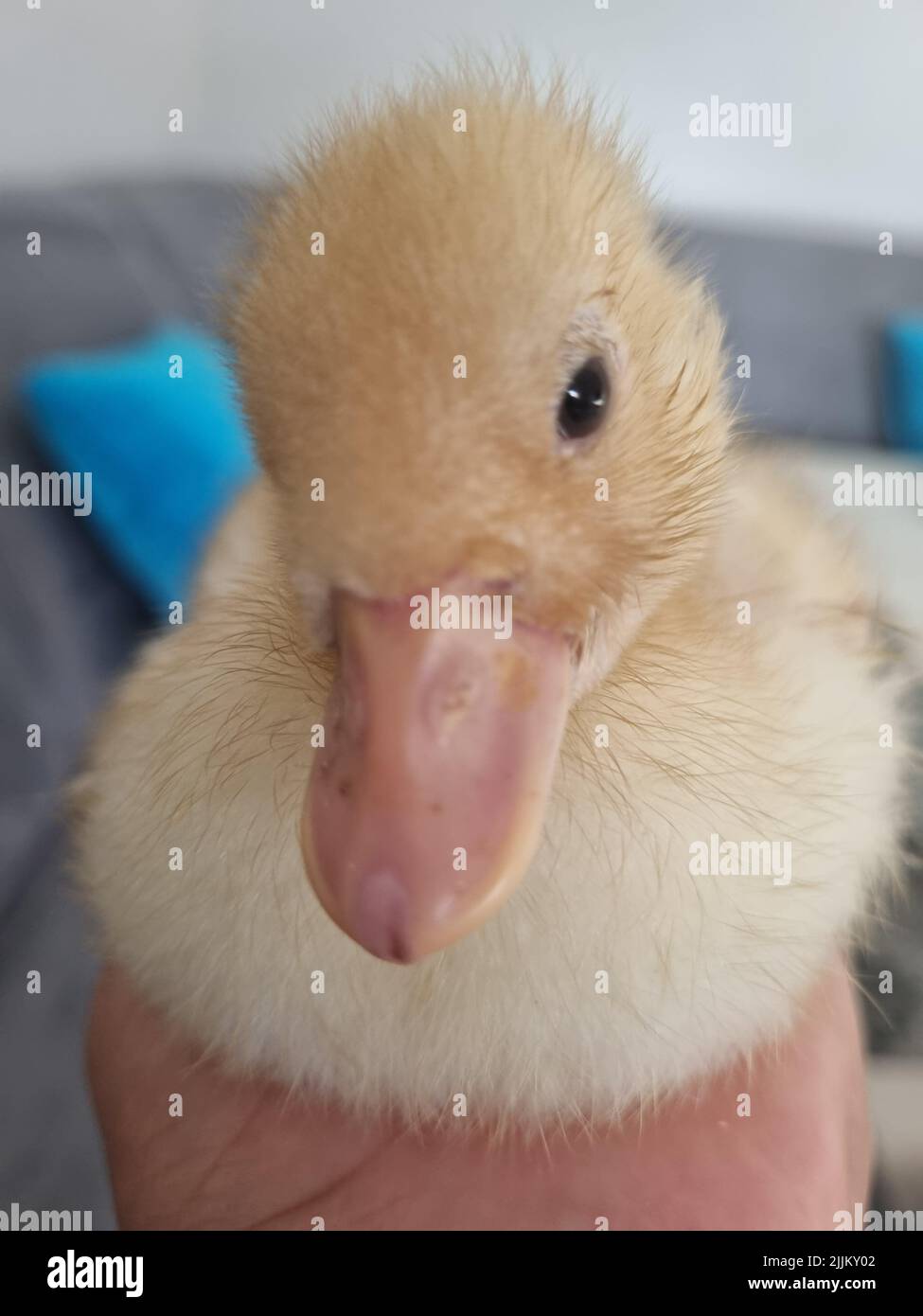 The close-up shot of a cute little duck portrait Stock Photo - Alamy