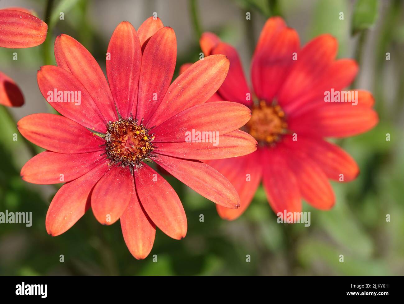 Osteospermum flowers close-up are very delicate and beautiful Stock ...