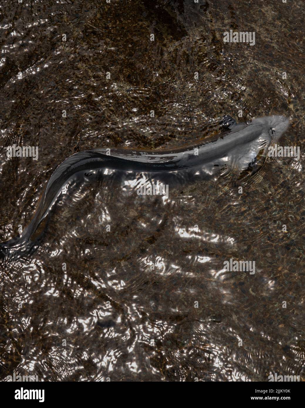 A New Zealand longfin eel Stock Photo - Alamy