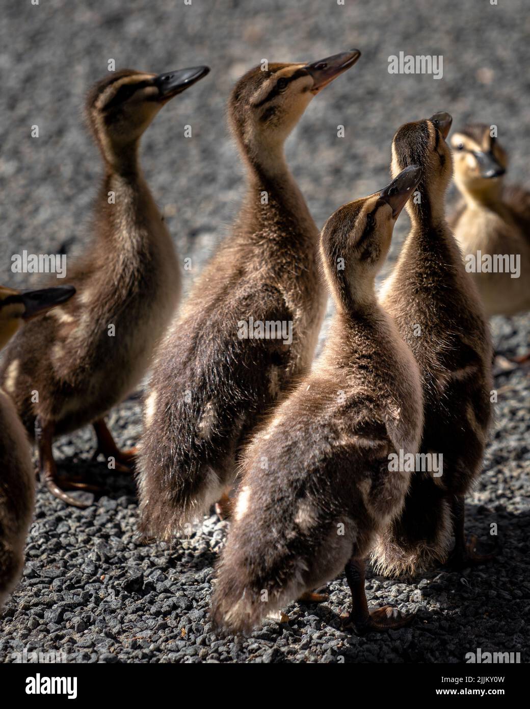A vertical shot of cute little Mallard ducklings in Akaroa, New Zealand ...