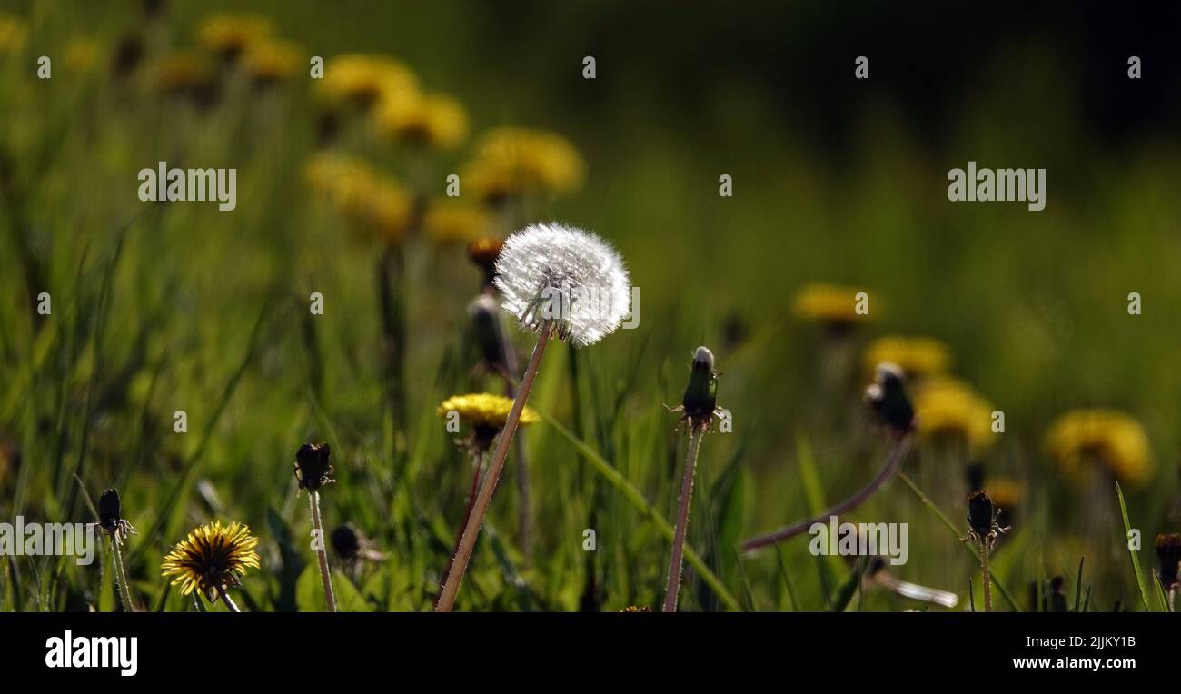 Light seeds hi-res stock photography and images - Alamy