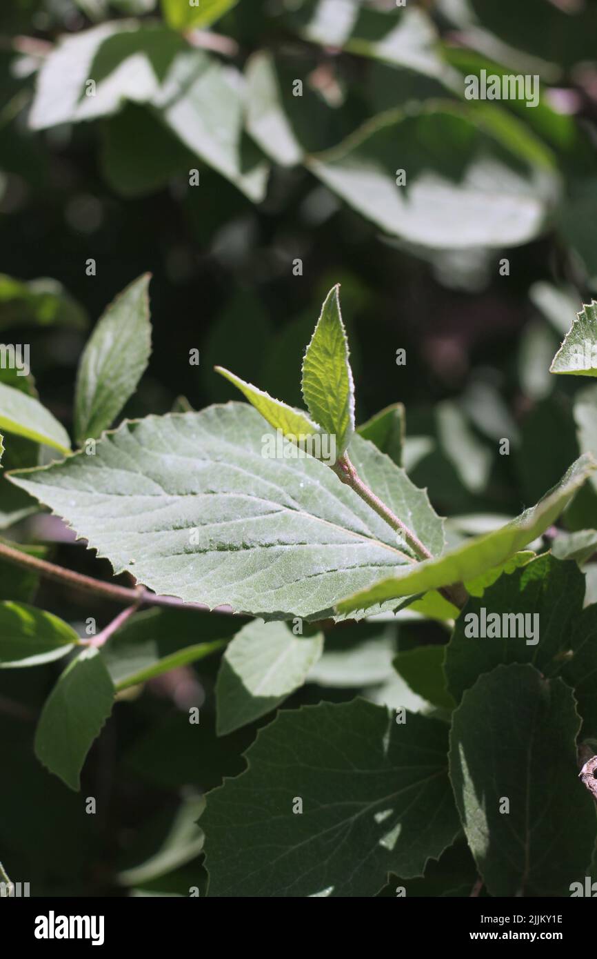 Beautiful leafy spring plants growing in the sunny garden Stock Photo ...