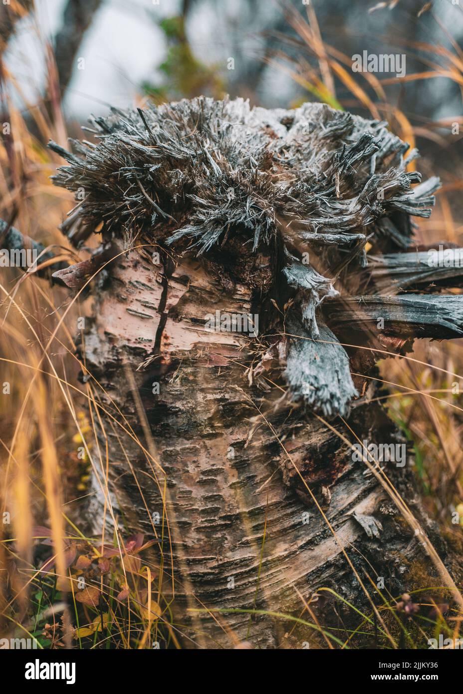 closeup photo of old stump of birch tree Stock Photo - Alamy
