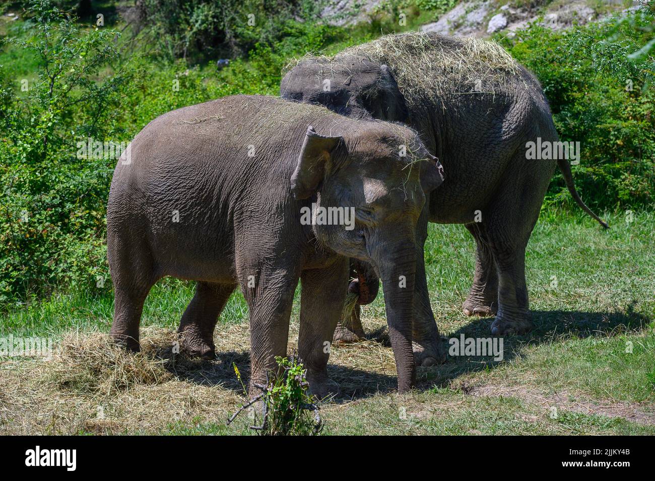Two Asian elephants stand side by side and eat grass. Close-up Stock ...