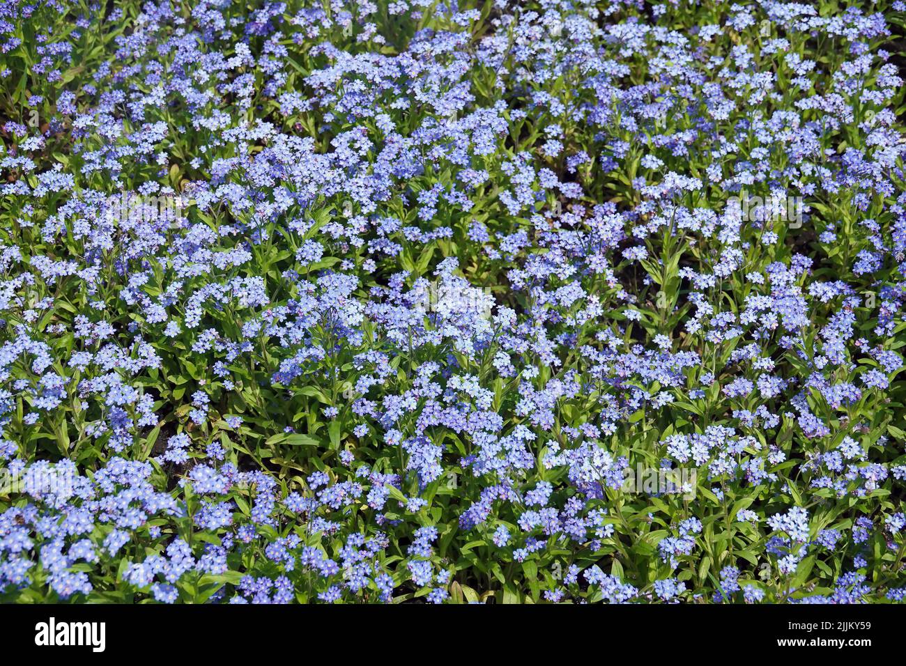 Flowers "Forget-me-not marsh" with blue flowers planted in the parks of ...