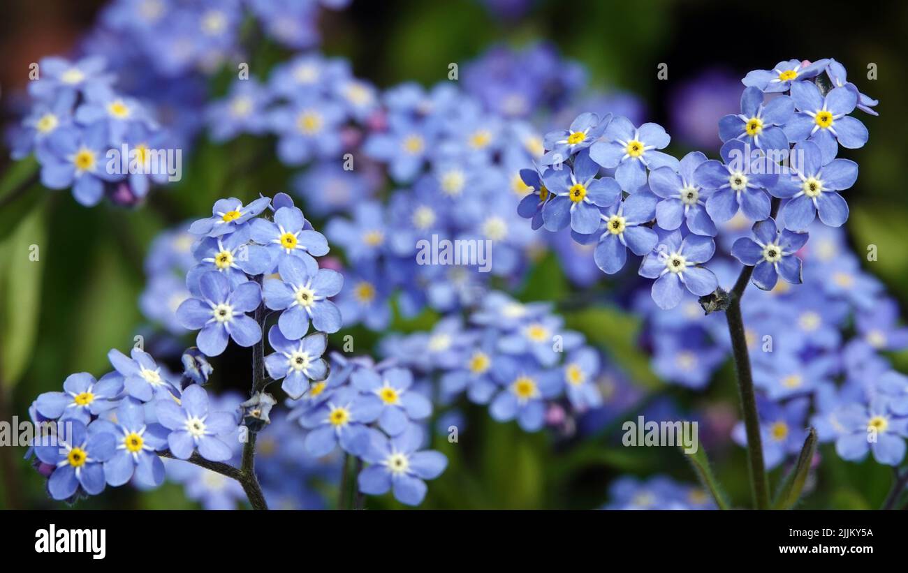 Flowers "Forget-me-not marsh" with blue flowers planted in the parks of ...