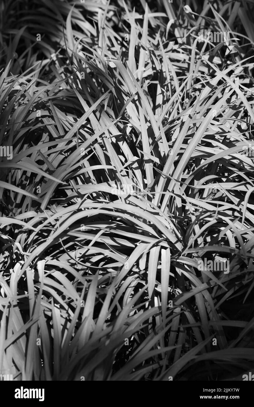 Beautiful leafy spring plants growing in the sunny garden in black and ...