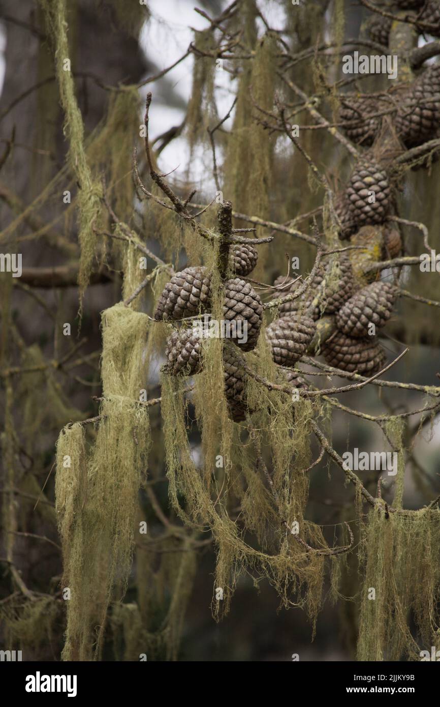Cones vertical hi-res stock photography and images - Alamy