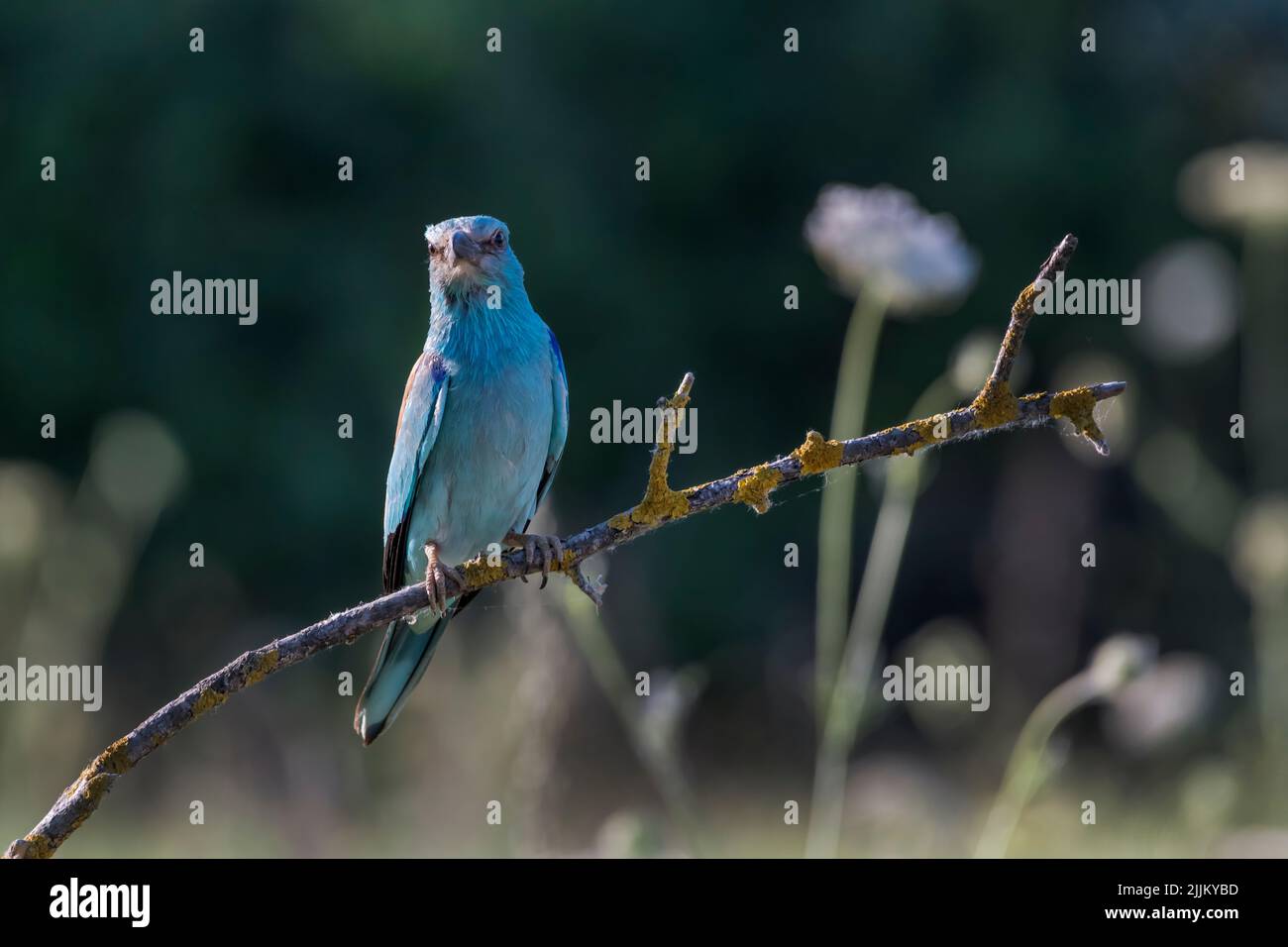 Romania fauna hi-res stock photography and images - Alamy