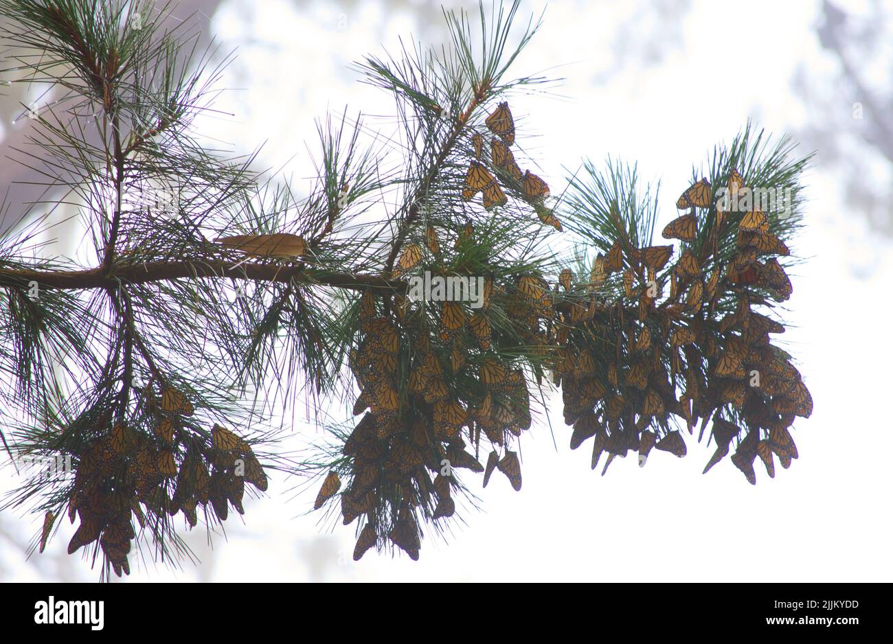 A scenery of monarch butterflies grouped on a pine branch in Pacific ...