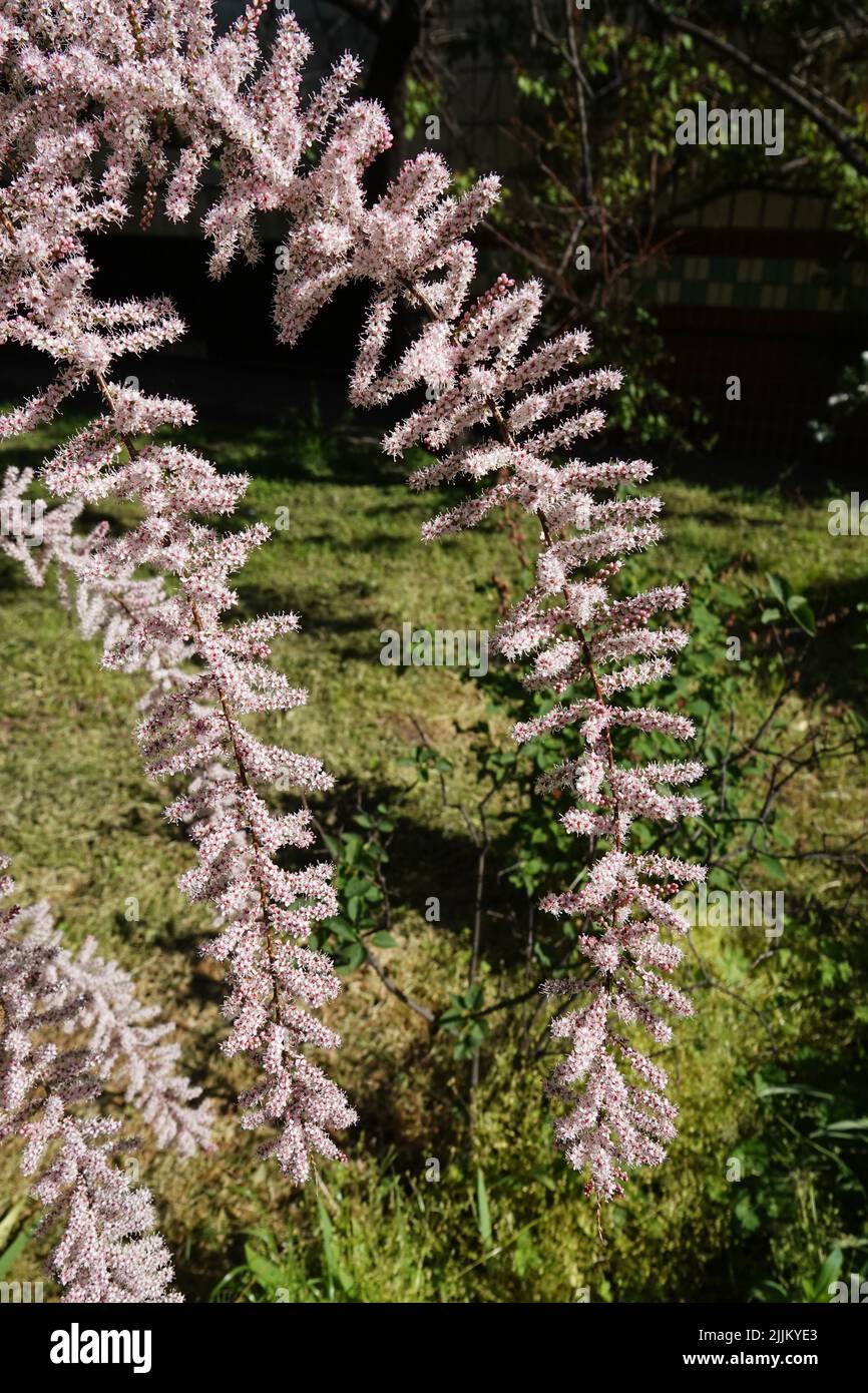 Gallika hi-res stock photography and images - Alamy