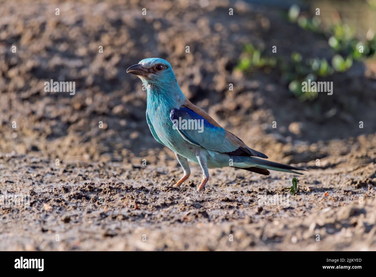 European roller on the ground hi-res stock photography and images - Alamy