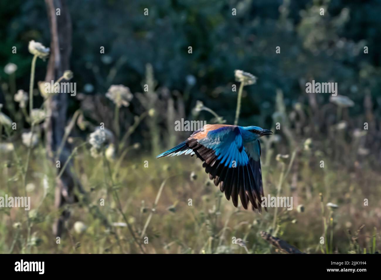 Roller nature hi-res stock photography and images - Alamy