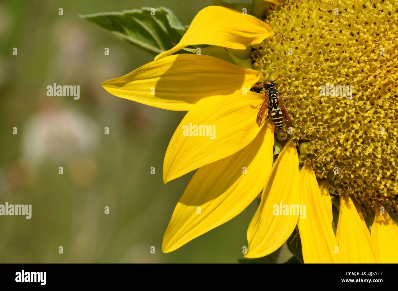 Wasp feeding on sunflower Stock Photo - Alamy