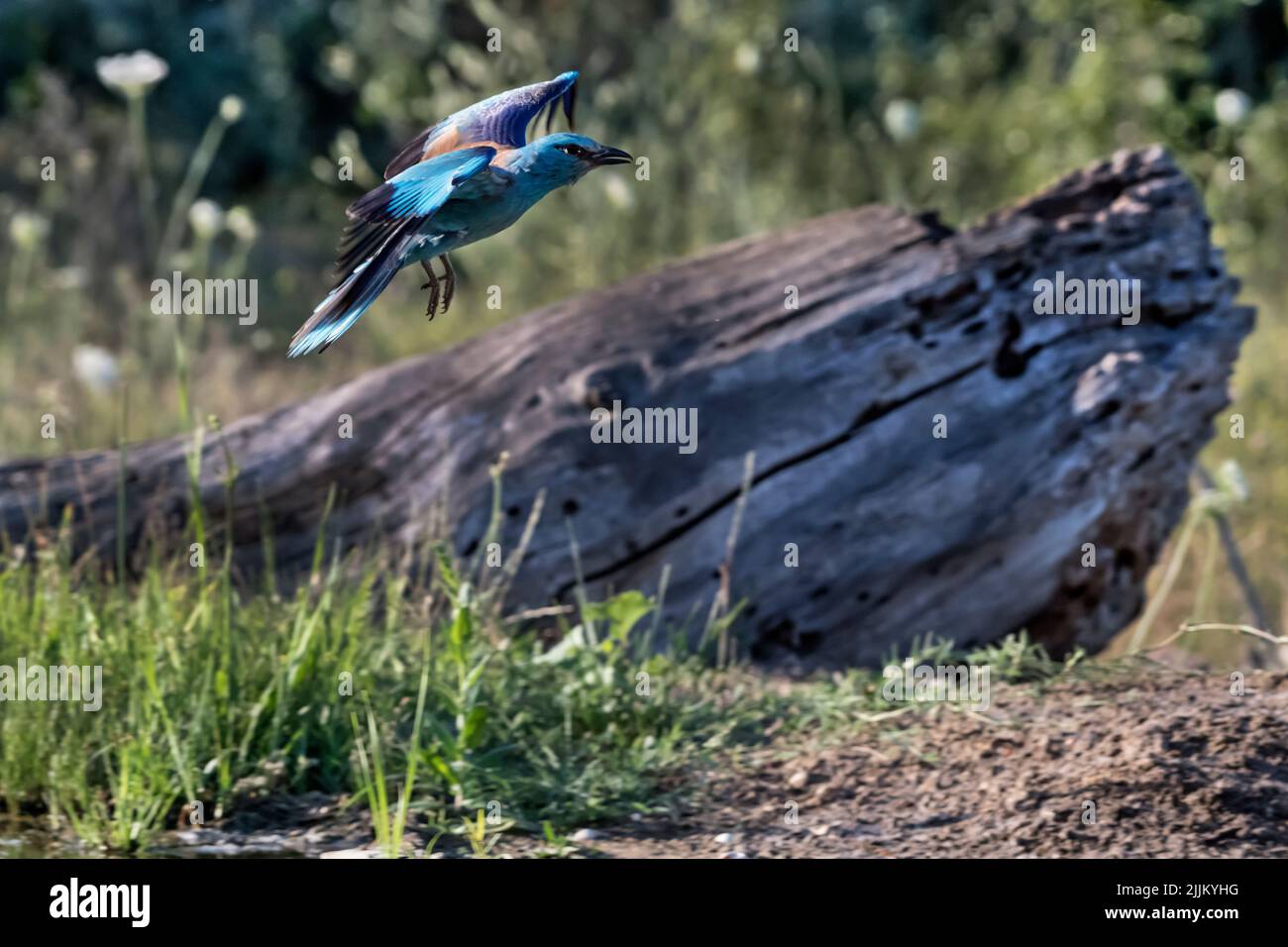 European roller birds hi-res stock photography and images - Alamy