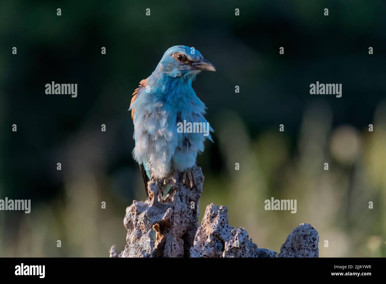 Coracias garrulus, Roller. Romania Stock Photo - Alamy