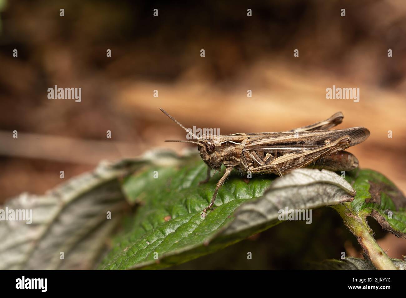 Grasshopper on forest hi-res stock photography and images - Alamy