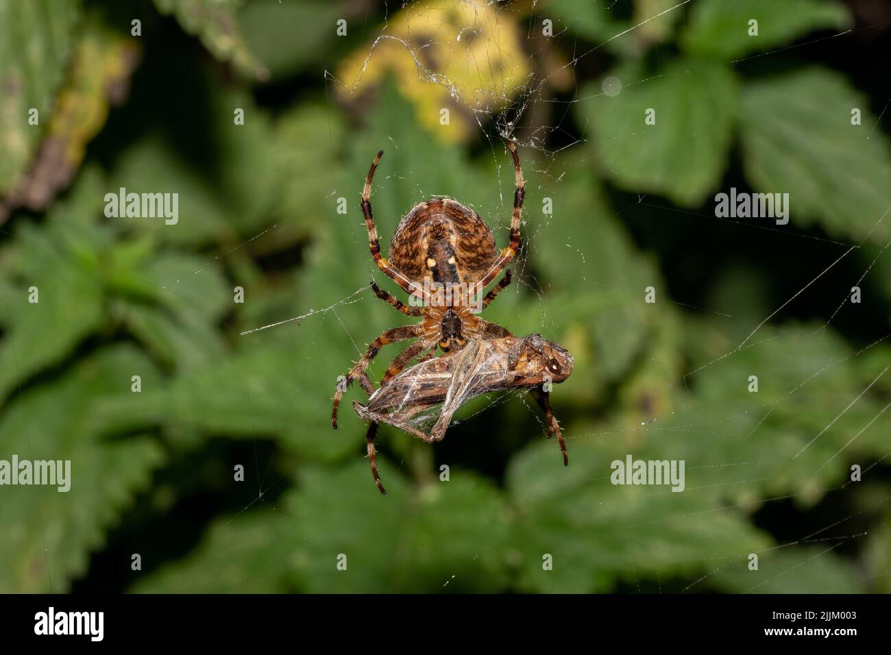 A closeup of a spider caught an insect and weaving on a cobweb Stock ...
