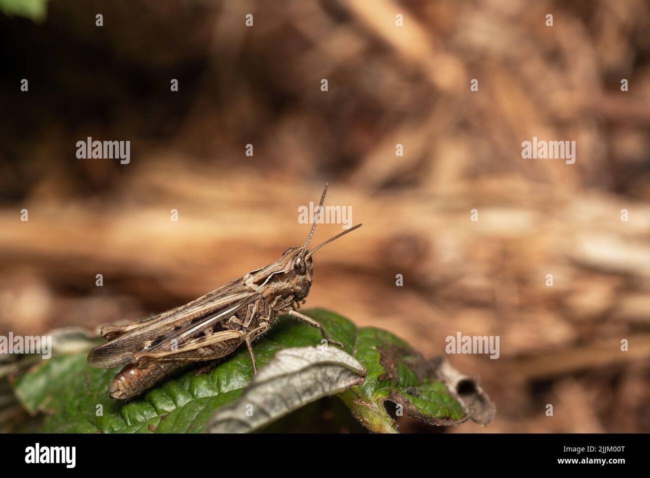 Grasshopper on forest hi-res stock photography and images - Alamy
