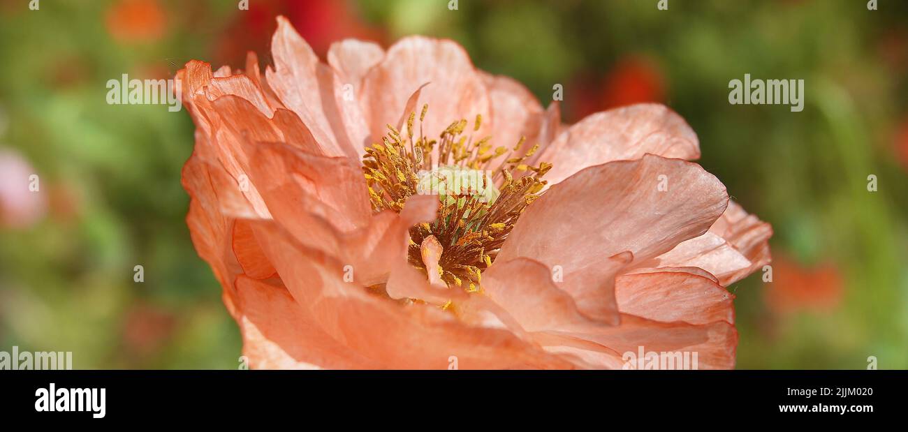 Spring bloom of Poppy with large pink flowers Stock Photo - Alamy