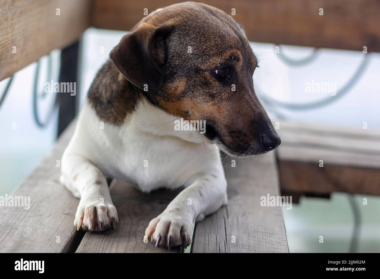 Jack Russell Terrier dog sits on a wooden bench with his head turned ...