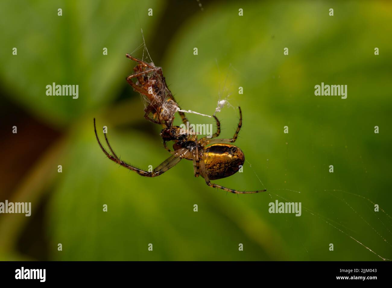 A closeup of a spider caught an insect and weaving on a cobweb Stock ...