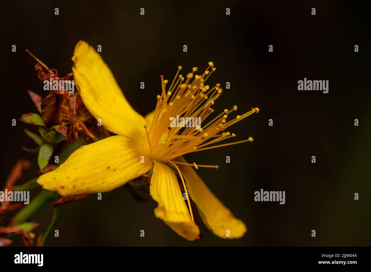 Flower hypericum perforatum in hi-res stock photography and images - Alamy