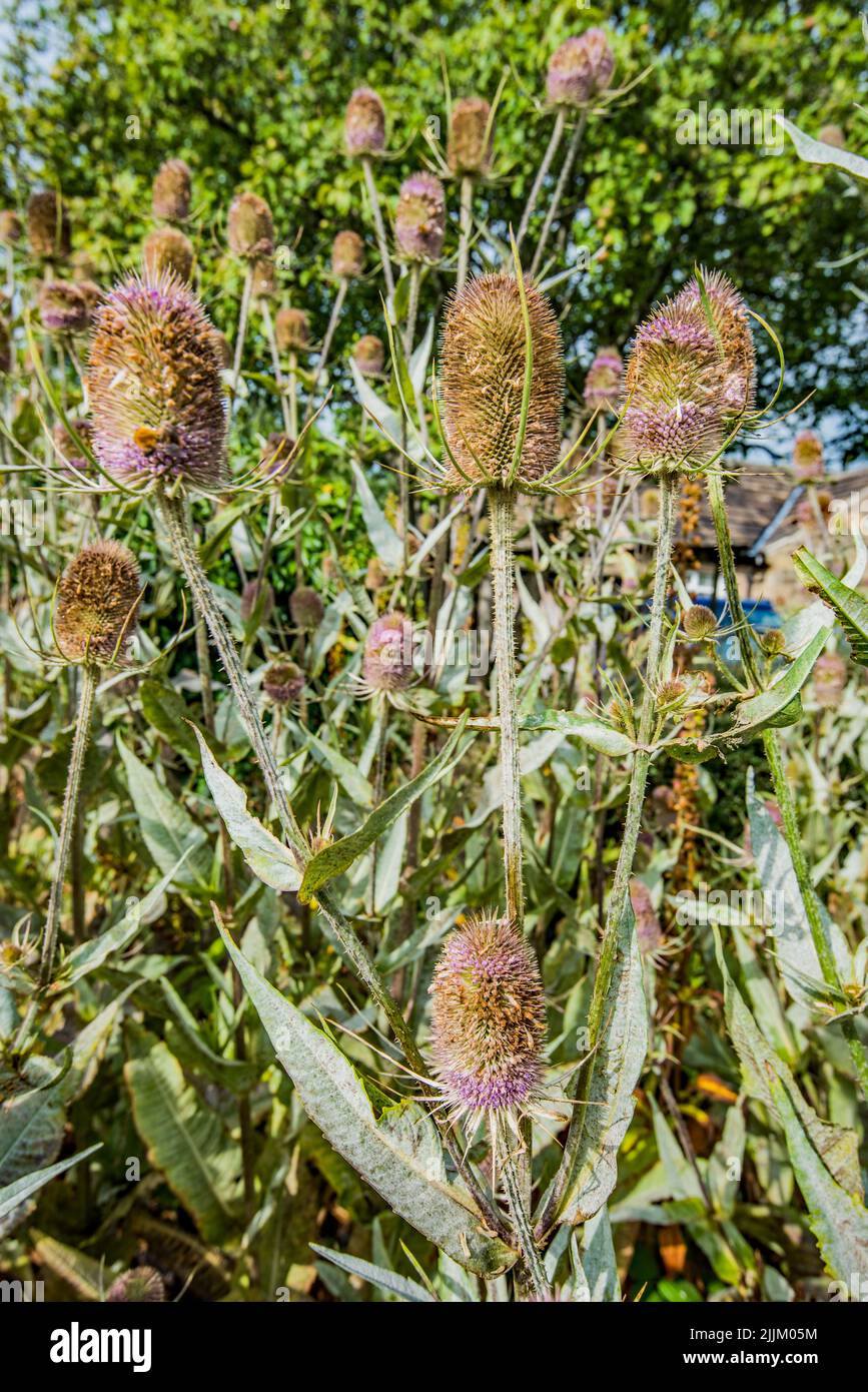 Dipsacus fullonum ,commonly know as a Teasel, whose seeds are ...