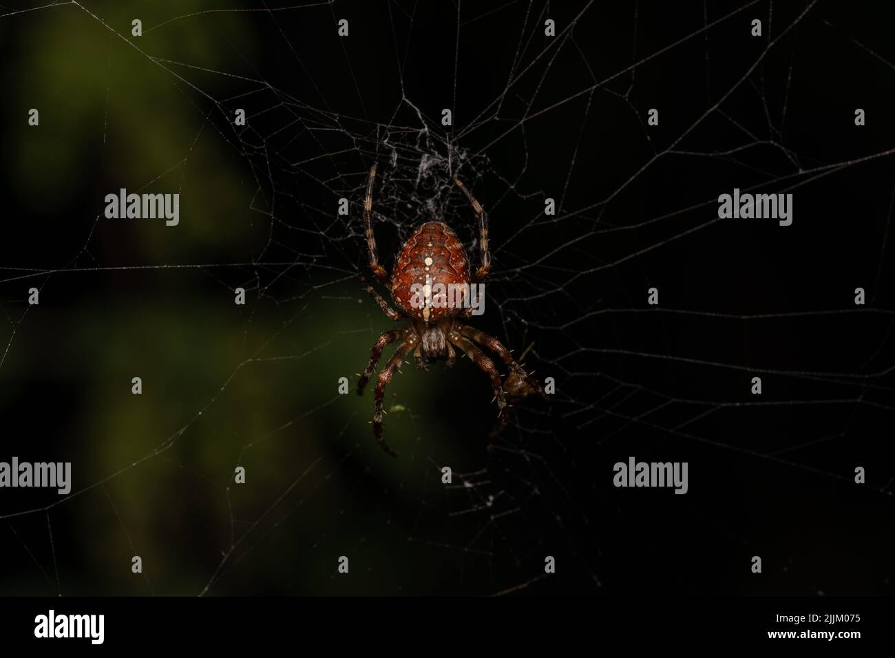A closeup of a spider weaving a web in the forest Stock Photo - Alamy