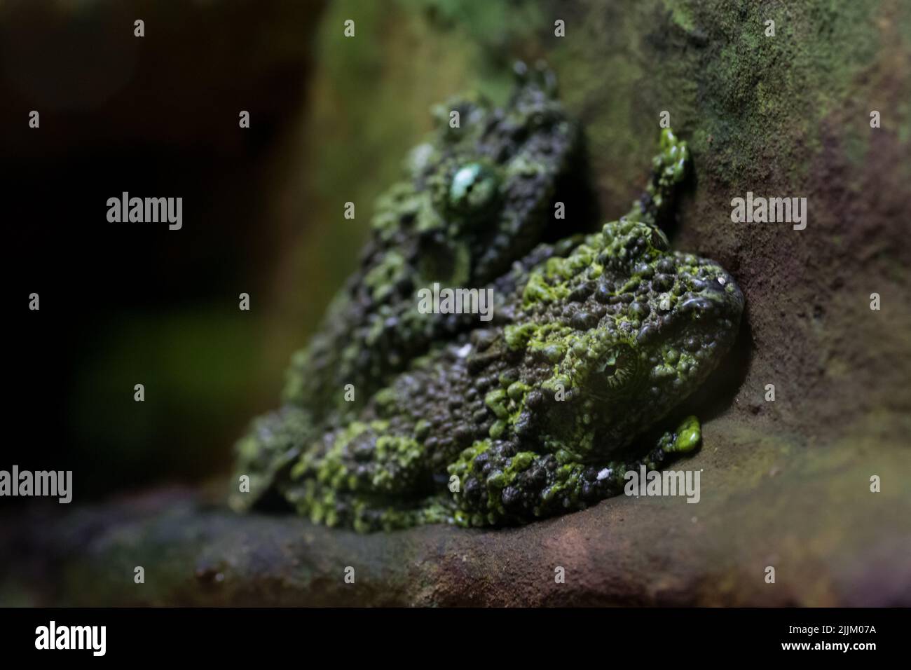 Vietnamese moss frog hi-res stock photography and images - Alamy