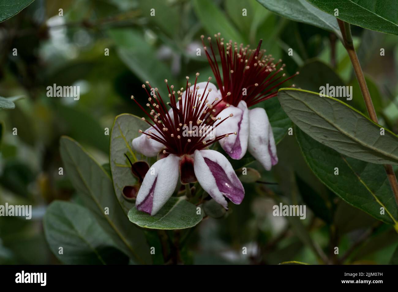 A closeup photo of feijoa bloom Stock Photo - Alamy
