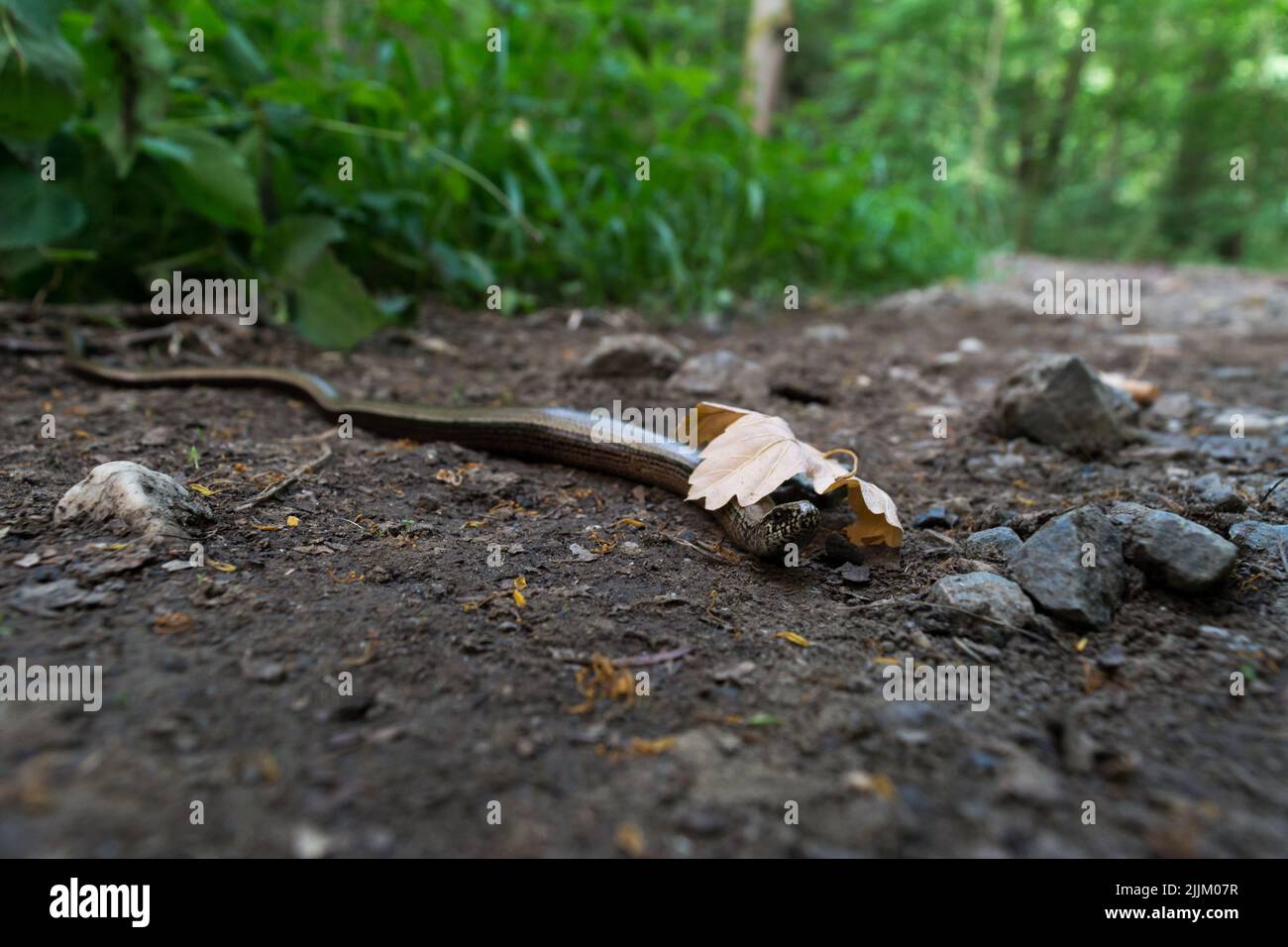 Tropical forest snake hi-res stock photography and images - Alamy
