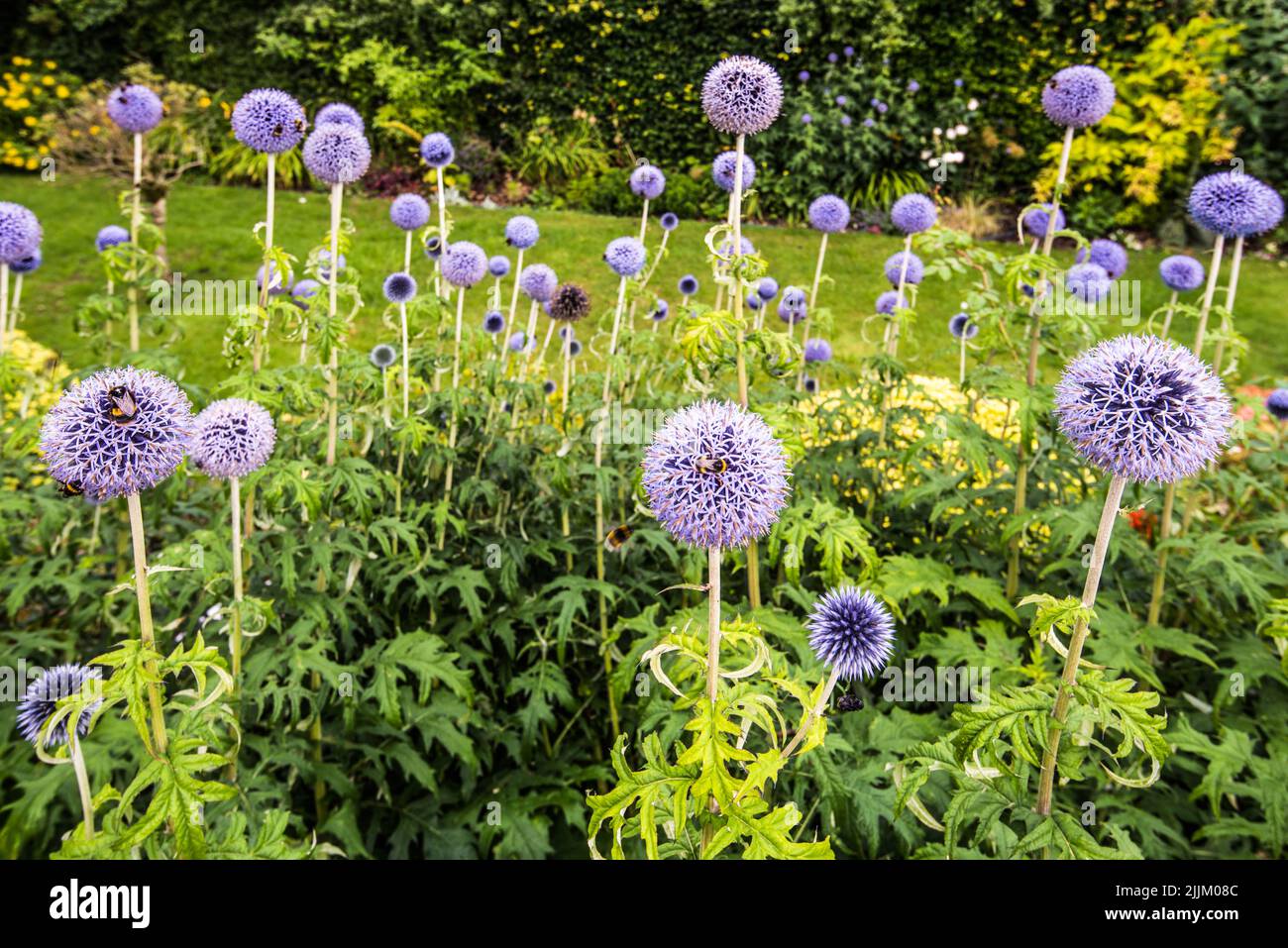 Echinops or globe thistle with its steel-blue, spherical flower heads ...