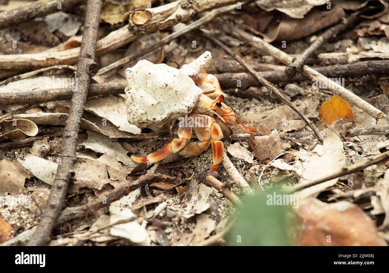 A larger member of the Land Hermit Crab family spends most of its life ...