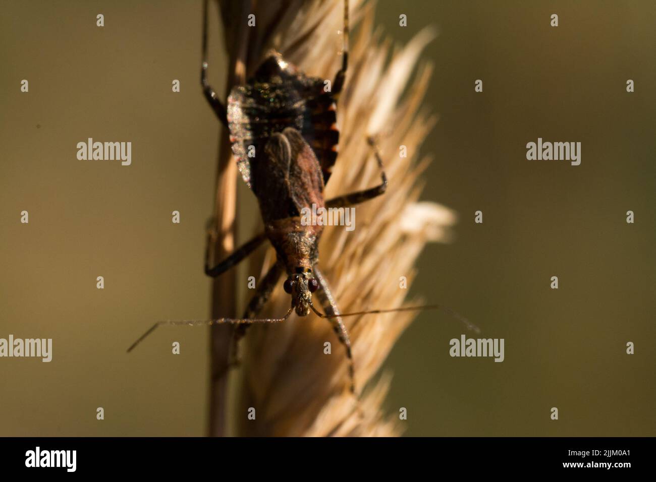 Insect flour hi-res stock photography and images - Alamy