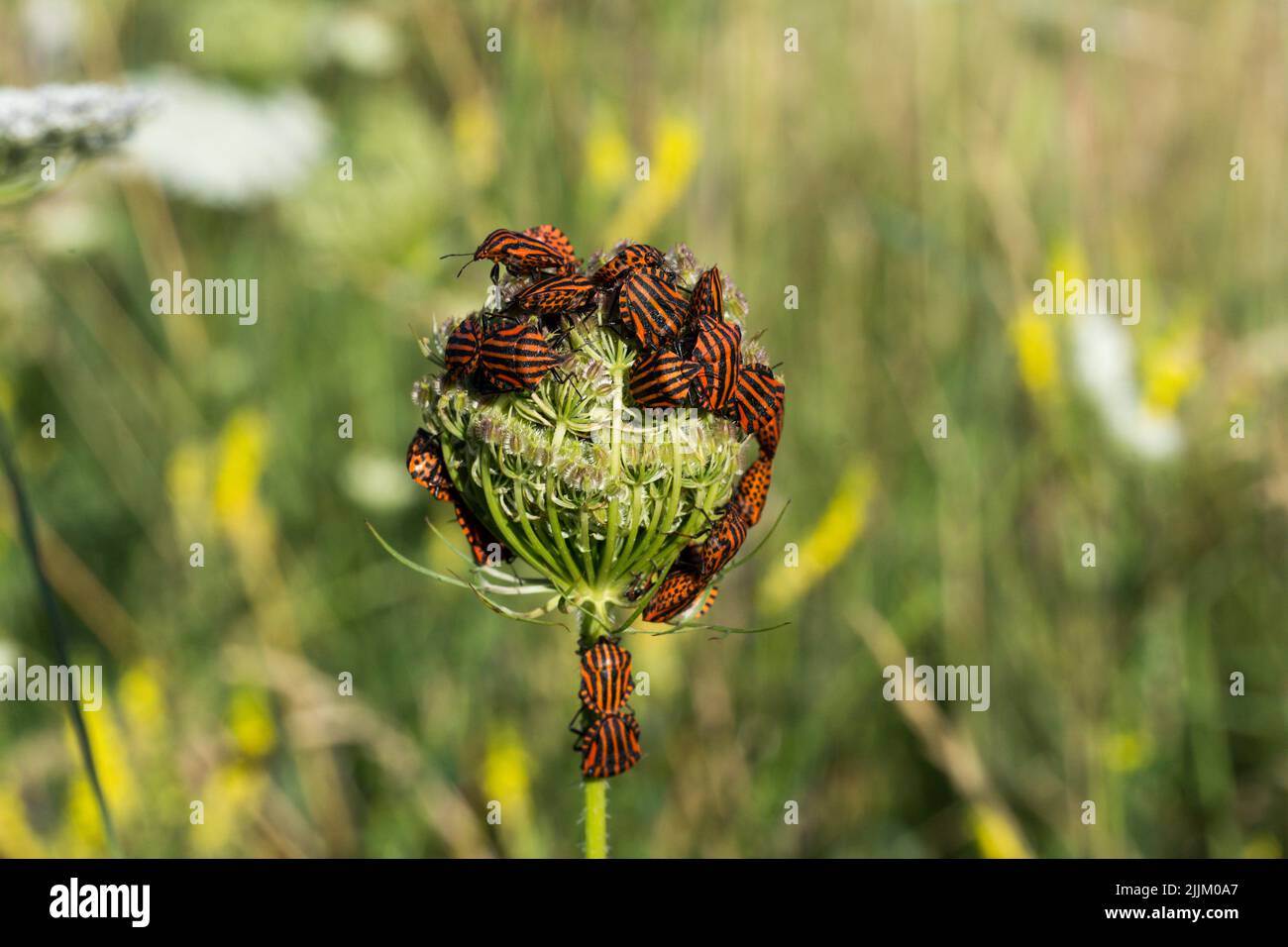 A closeup of Graphosoma italicum bugs on a plant in a garden Stock ...