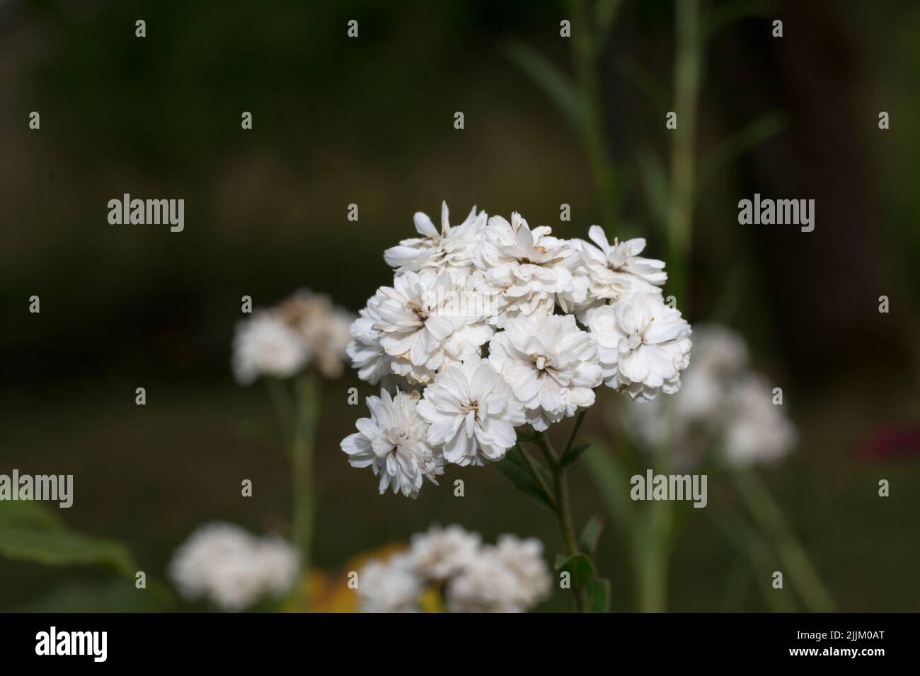 Achillea flower garden plant hi-res stock photography and images - Alamy