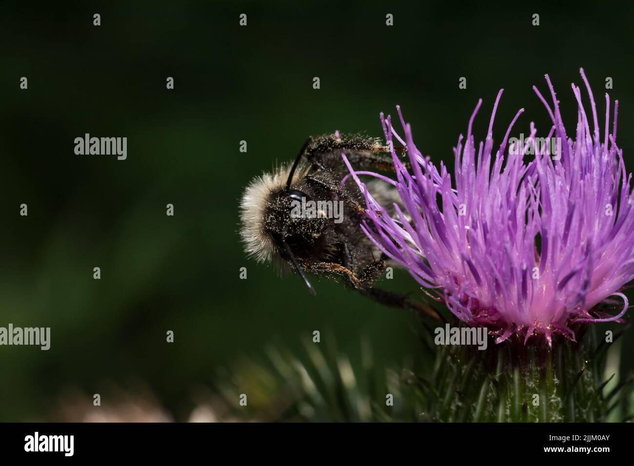 Beautiful insect on flowers hi-res stock photography and images - Alamy
