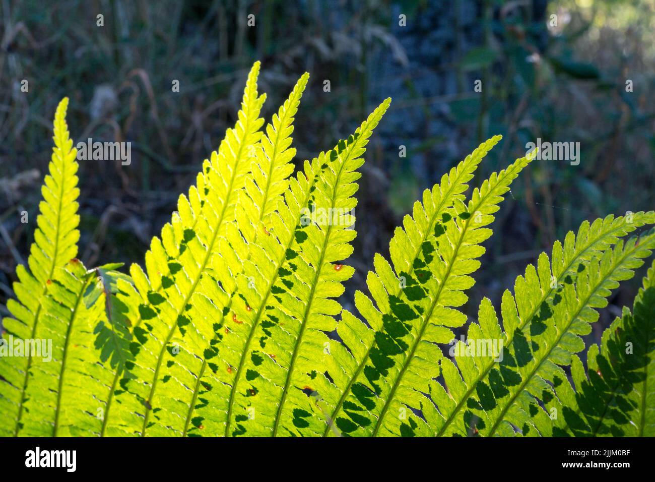 A photo of fern plants in nature Stock Photo - Alamy