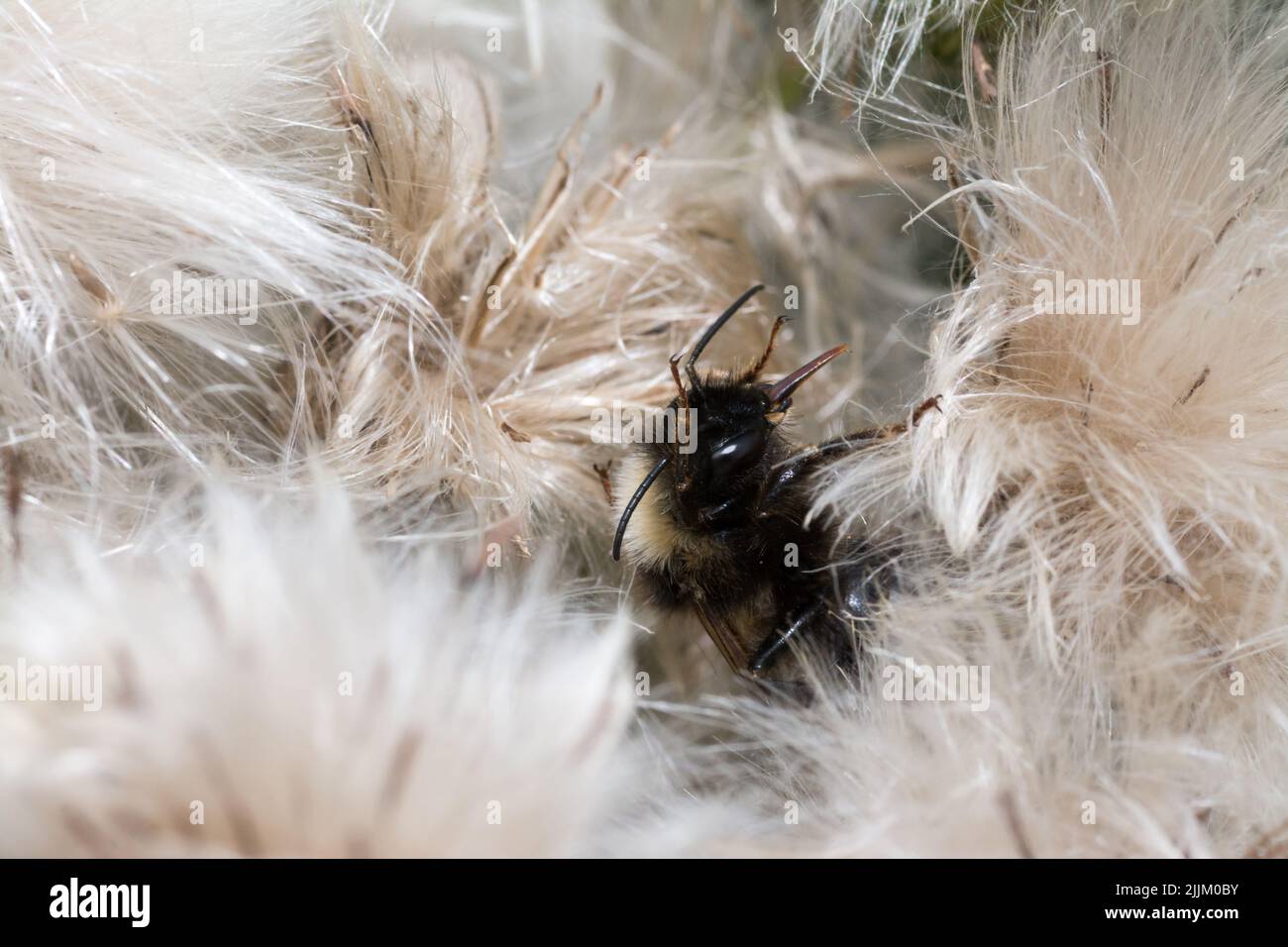 Dried floral hi-res stock photography and images - Alamy